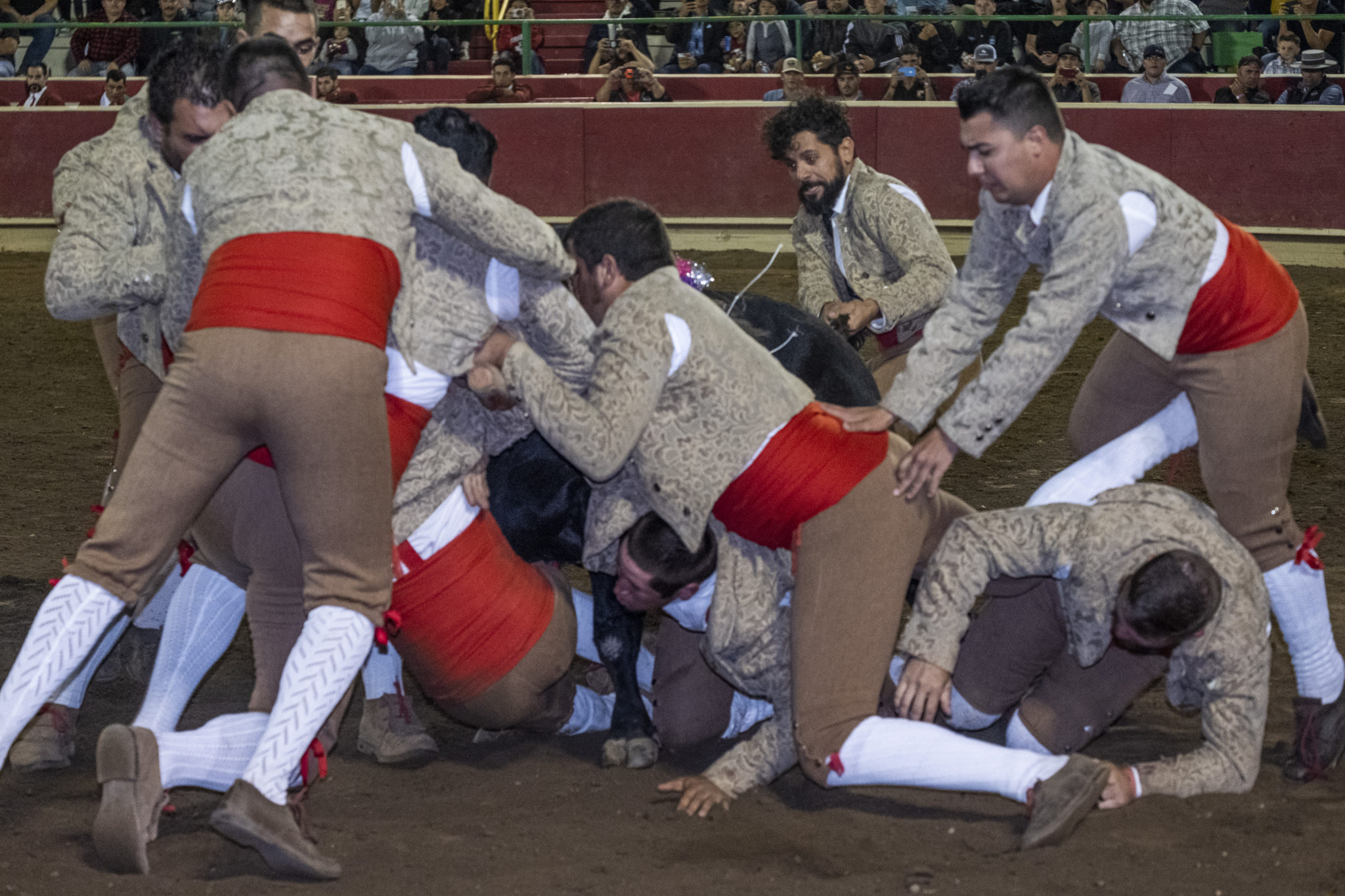 Bull by the tail • Sacramento News & Review