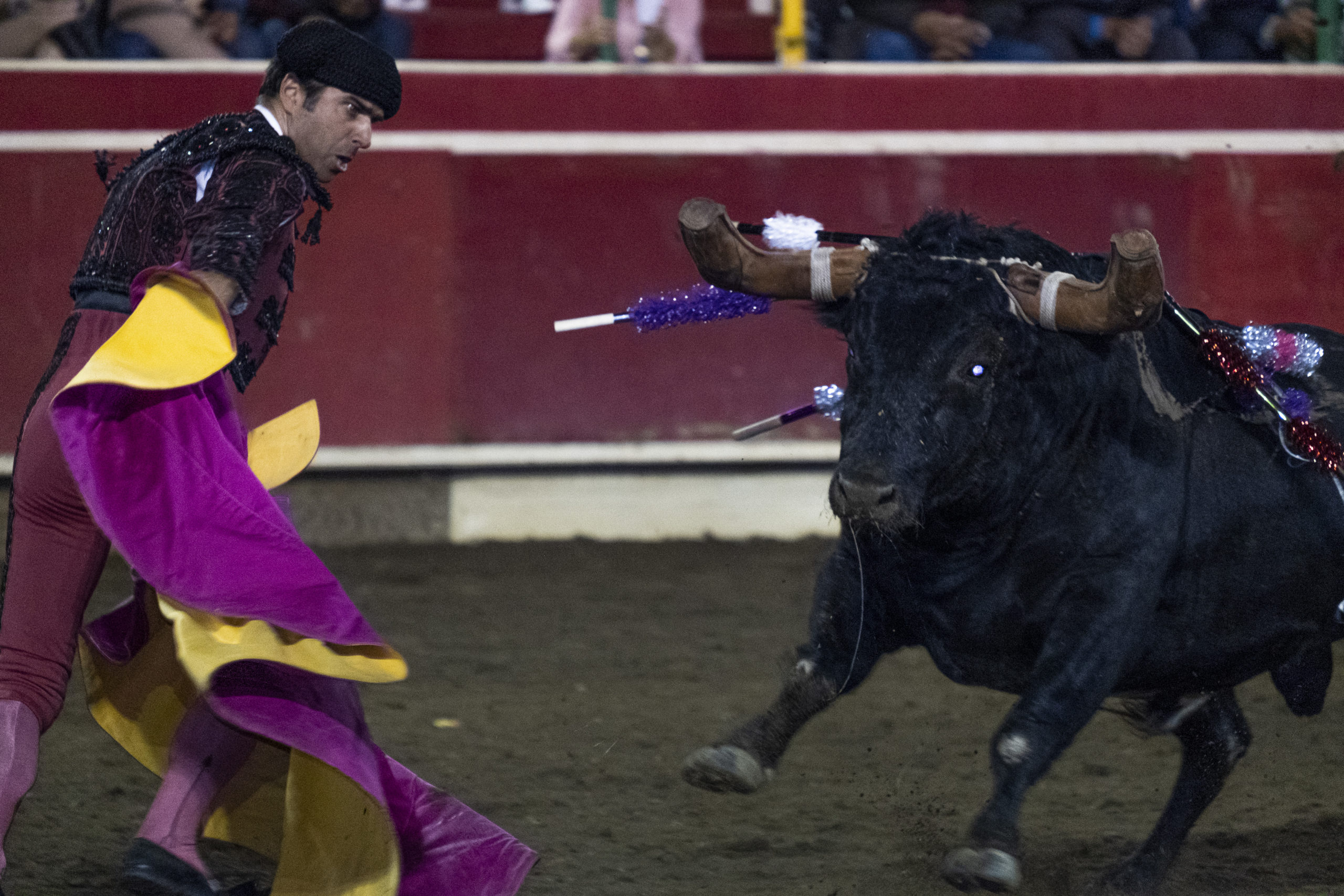 Bull by the tail • Sacramento News & Review