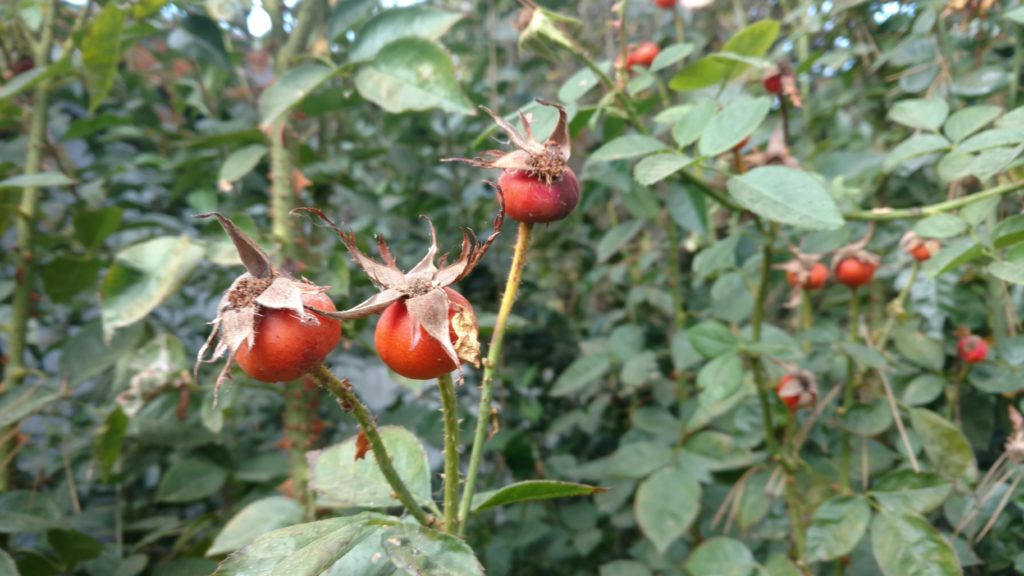 Pruning time • Sacramento News & Review