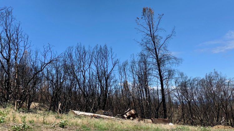 As wildfires ravage California, Davis-based reforestation center is on ...
